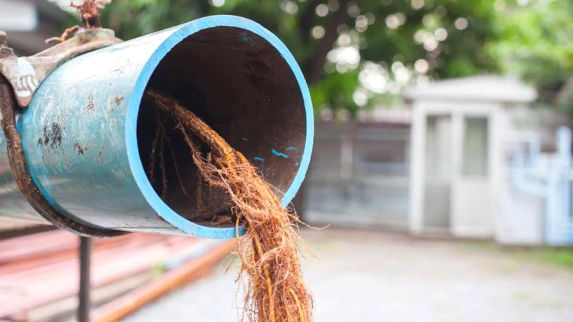 Tree Roots Can Cause Blocked Drains: Prevention and Solution - VCM Plumbing